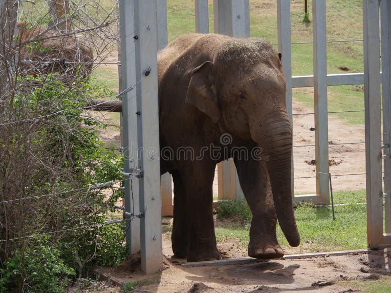 Elephants, standing up stock photo. Image of animals - 152964748