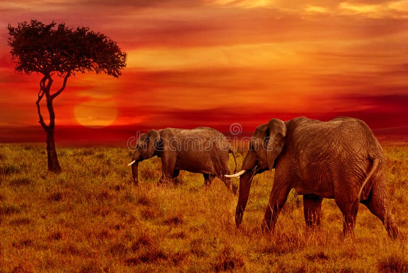 Elephants at Sunset Background Stock Image - Image of grass, serene ...