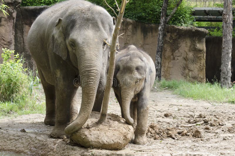 Elephant Pushing Tree Stock Photos - Free & Royalty-Free Stock Photos ...