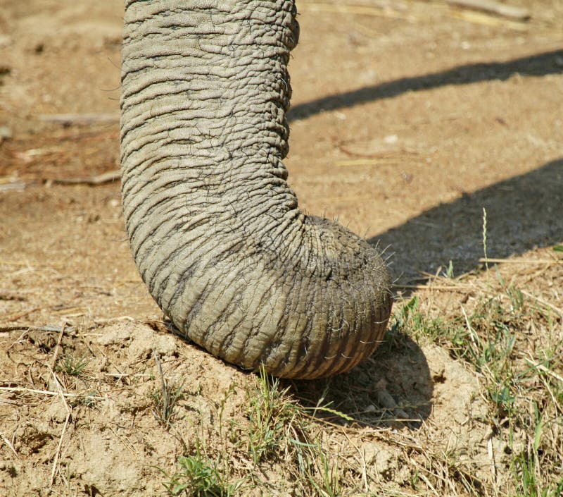 Elephant foot stock image. Image of wild, details, mammals - 16347253