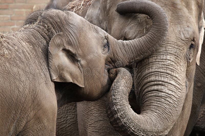 Elephants stock photo. Image of playing, elephants, mammal - 57114104