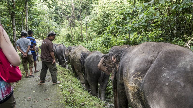 Elephants Walking Down Jungle Path Editorial Stock Image - Image of ...