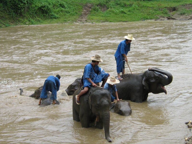 Elephants wash in Thailand editorial stock image. Image of animal - 1899274