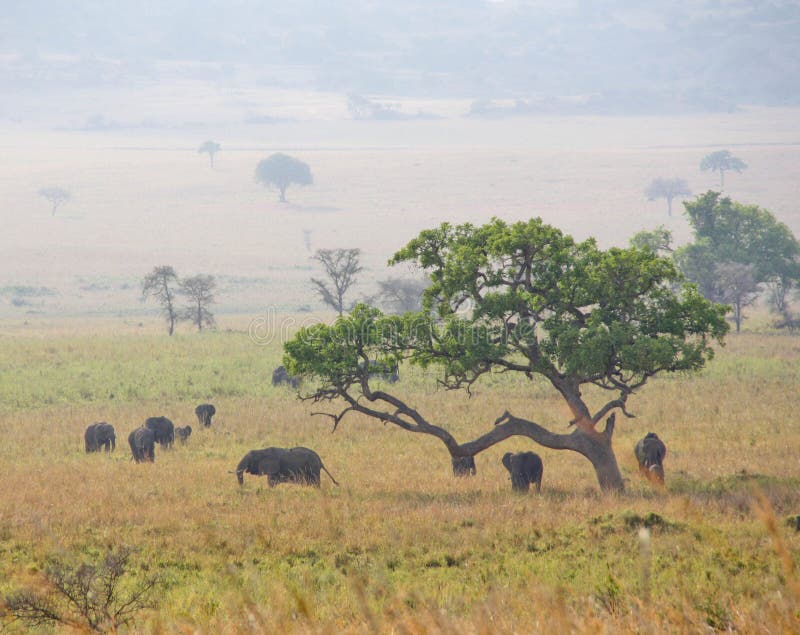 Elephants in the wild stock image. Image of wild, grazing - 84518991