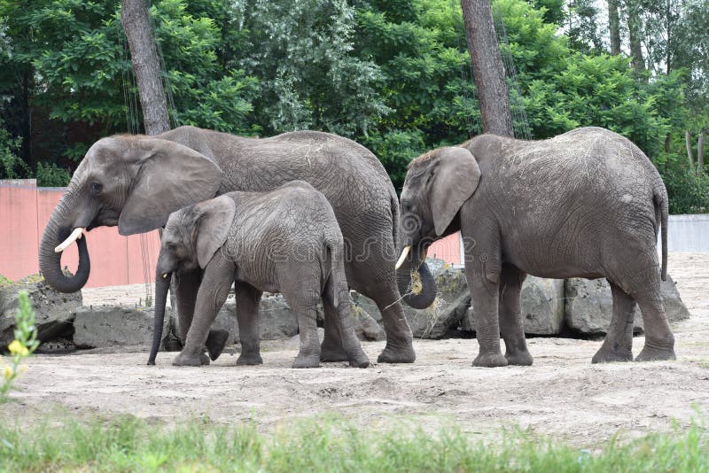 Elephants in a Zoo with Trees in the Background Stock Image - Image of ...