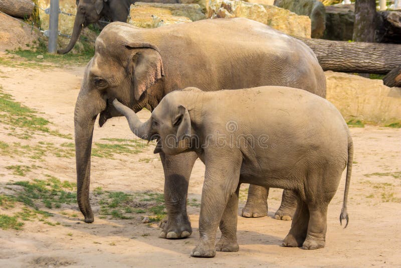 Elephants at the Zoo stock photo. Image of talking, talk - 33488430