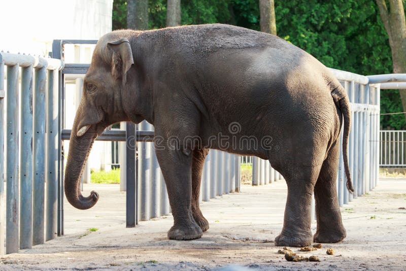 The elephas maximus stock photo. Image of profile, endangered - 95958254