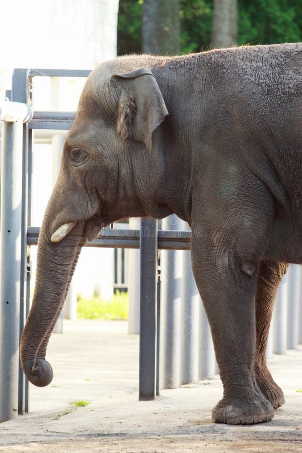 The elephas maximus stock photo. Image of india, proboscidean - 95959682