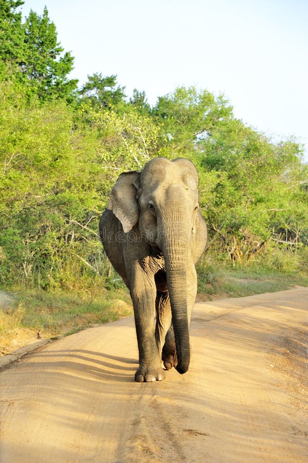 Elephas maximus stock photo. Image of plant, elephas - 46001138