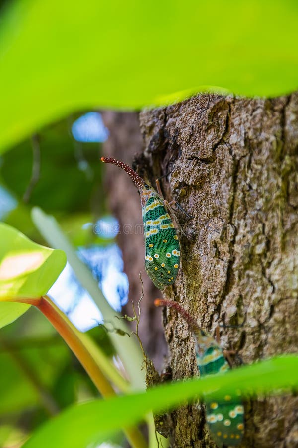 Elephat Insekt stockfoto. Bild von fliege, nave, elefant - 103475210