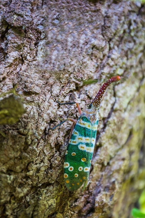 Elephat Insekt stockfoto. Bild von fliege, nave, elefant - 103475210