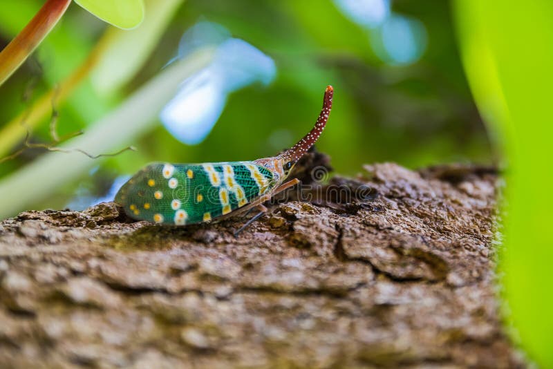 Elephat Insekt stockfoto. Bild von fliege, nave, elefant - 103475210