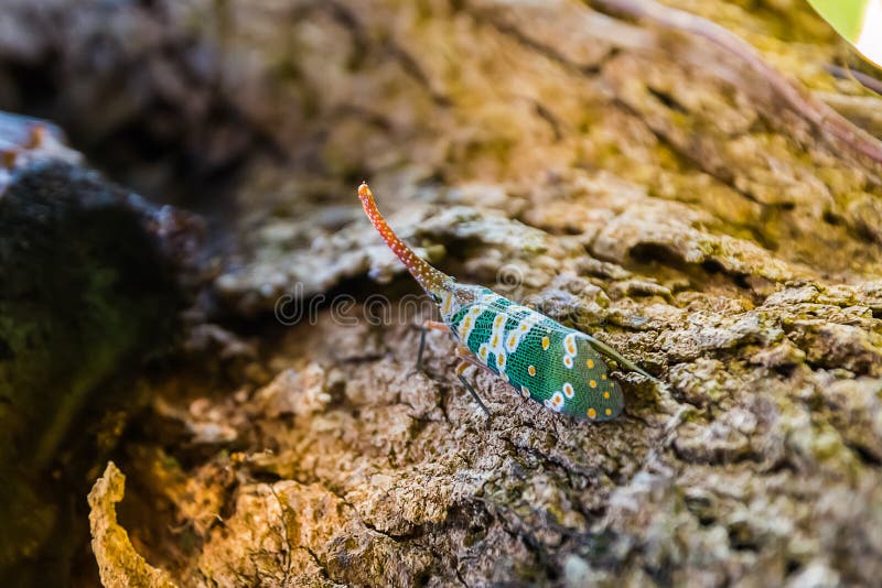 Elephat Insekt stockfoto. Bild von fliege, nave, elefant - 103475210