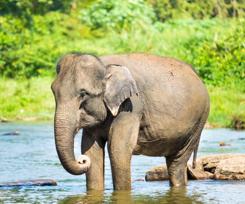 Elephatnt stock photo. Image of asia, national, animal - 67538466