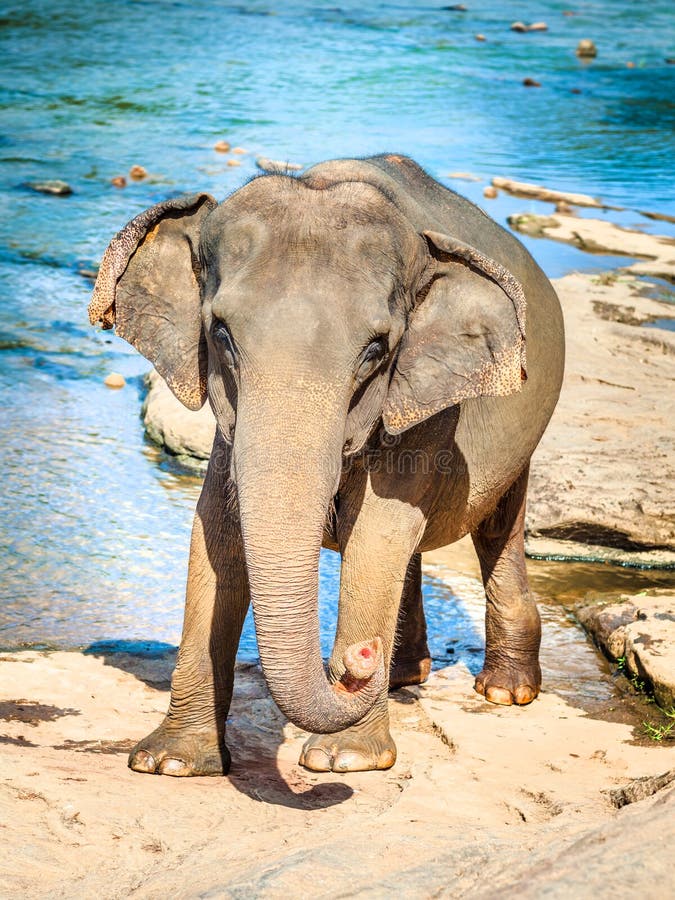 Elephatnt stock photo. Image of baby, mammal, park, river - 61056632