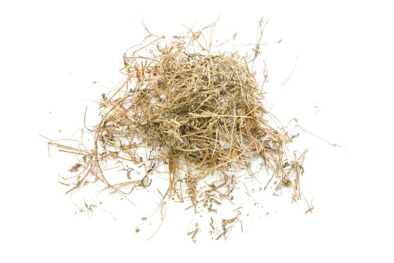 Eleusine indica immagine stock. Immagine di spezia, asiatico - 43120953