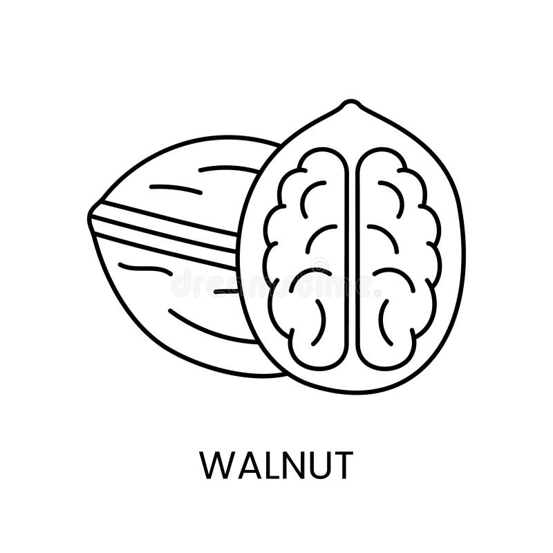 Elevate Your Designs with the Walnut Line Vector Icon, a Visually ...