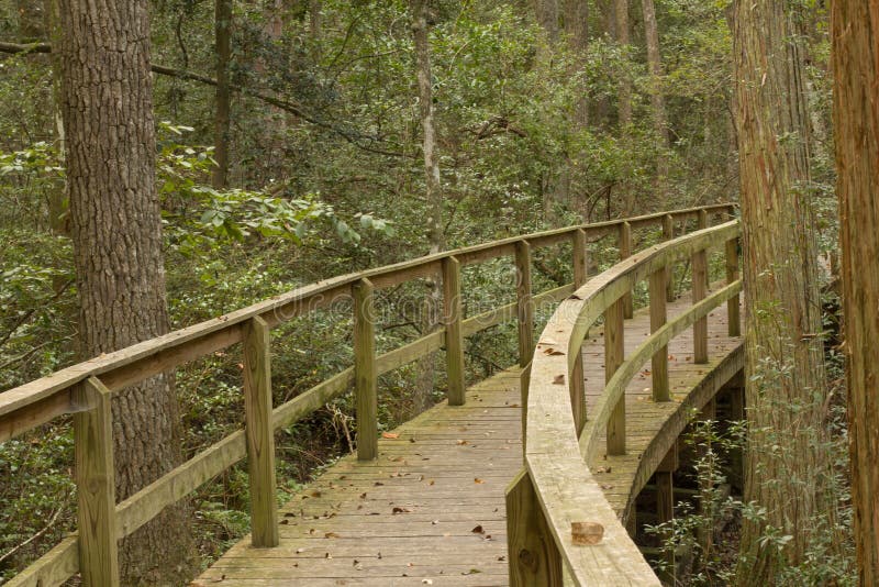 Elevated Boardwalk through a Forest Stock Image - Image of damp ...
