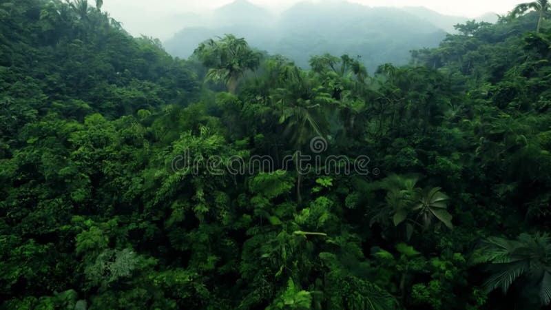 Elevated View of Tropical Forest, Copious Vegetation and Sunlight ...
