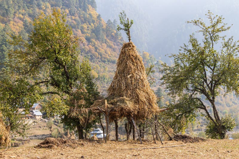 An Elevated Hay Stack in a Village in Jammu and Kashmir Stock Photo ...
