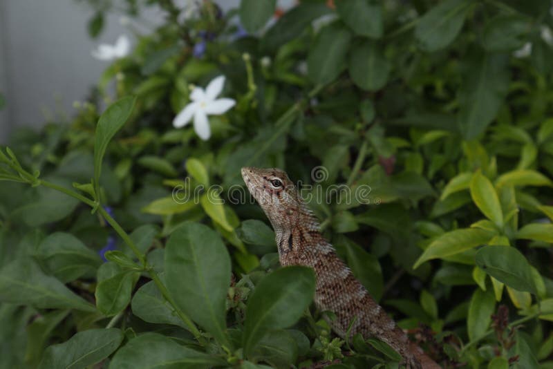 An Elevated Head of a Common Garden Lizard Looking while Sitting on Top ...