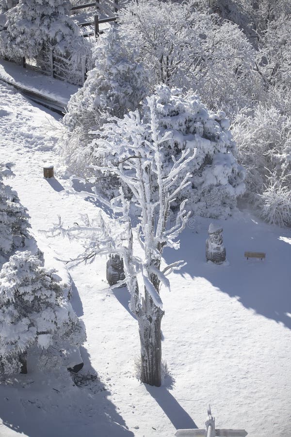 Elevated Perspective of a Large Forest and Deciduous Trees that are ...