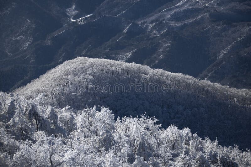 Elevated Perspective of a Large Forest and Deciduous Trees that are ...