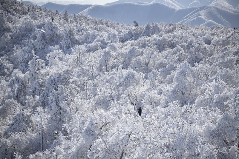 Elevated Perspective of a Large Forest and Deciduous Trees that are ...