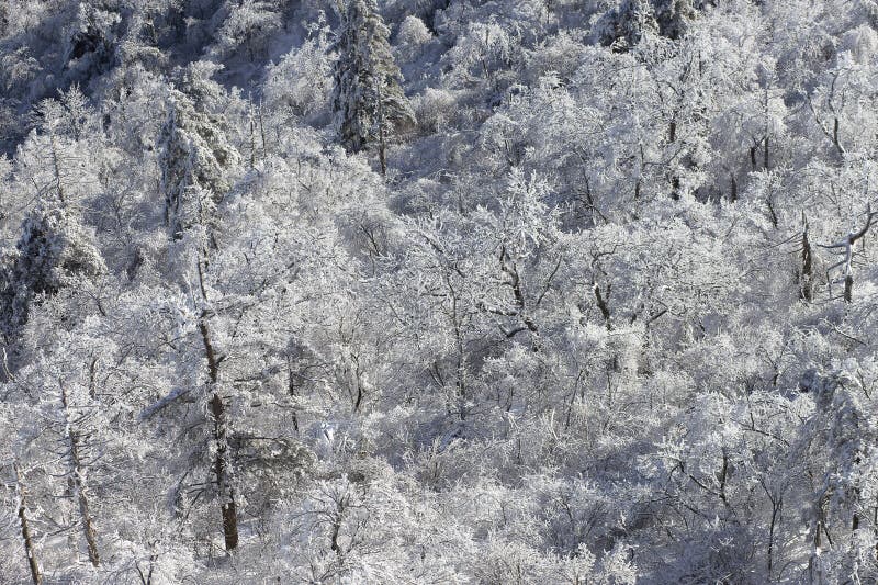 Elevated Perspective of a Large Forest and Deciduous Trees that are ...