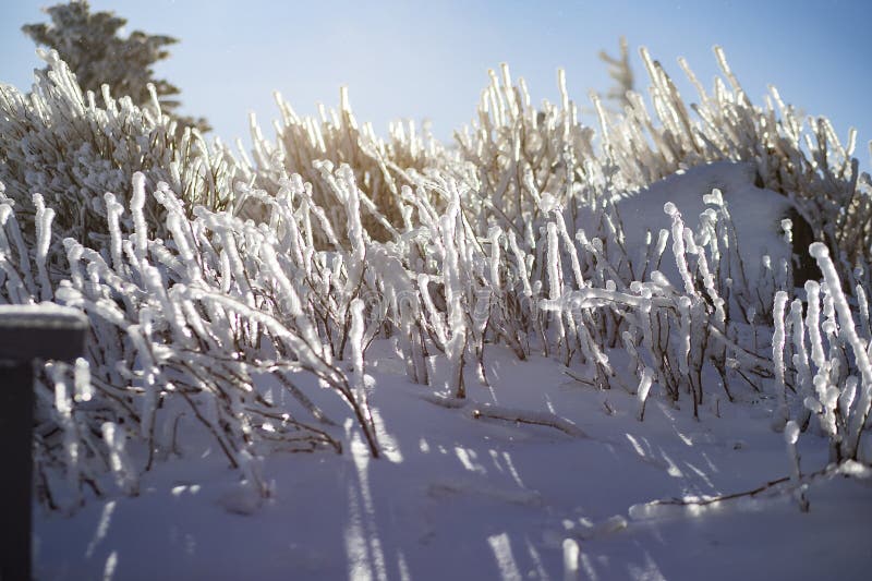Elevated Perspective of a Large Forest and Deciduous Trees that are ...