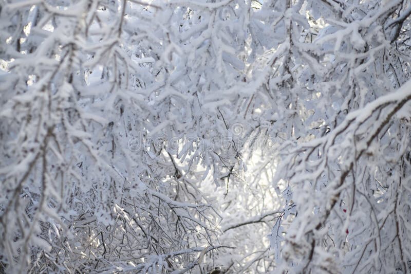 Elevated Perspective of a Large Forest and Deciduous Trees that are ...