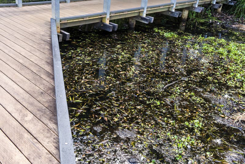 Walking Path Over Weed Filled Pond Stock Image - Image of green ...