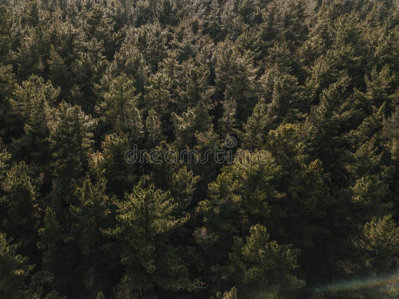 Elevated View Coniferous Forest. High Quality Photo Stock Photo - Image ...