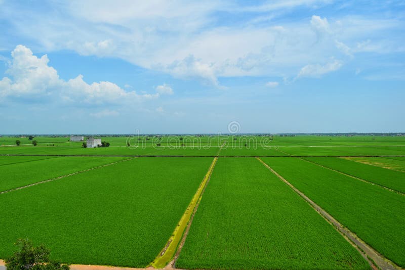 Green rice paddy field stock photo. Image of paddy, clouds - 118464118