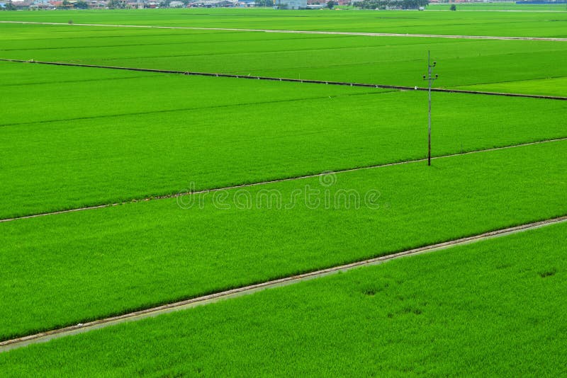 Green rice paddy field stock photo. Image of travel - 118464154