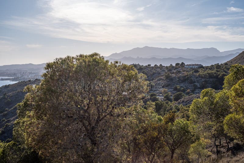 Elevated View Over a Forest with a Glimpse of a Coastal Town, Against a ...