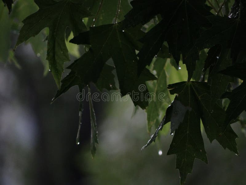 An Elevated View of a Tree in Transition, with Green and Yellow Leaves ...