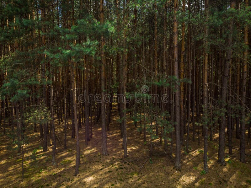 .Elevated View Trough Dense Pine Forest Stock Photo - Image of branch ...