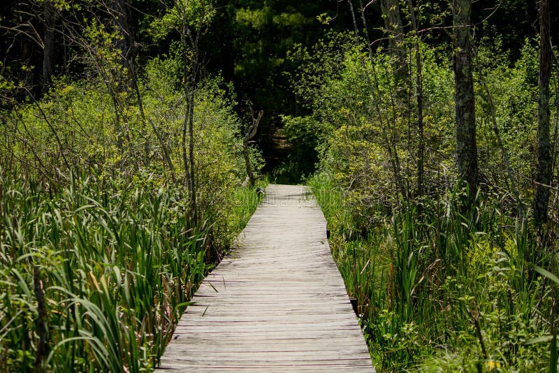 Elevated Pathway In Mazatlan Stock Photo - Image of peaceful, orange ...