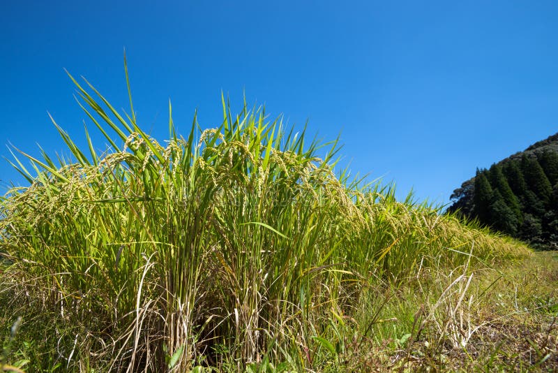 Elevation Angle of Rice Field Stock Image - Image of field, fall: 172443417