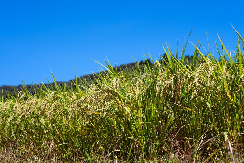 Elevation Angle of Rice Field Stock Image - Image of fine, nature ...