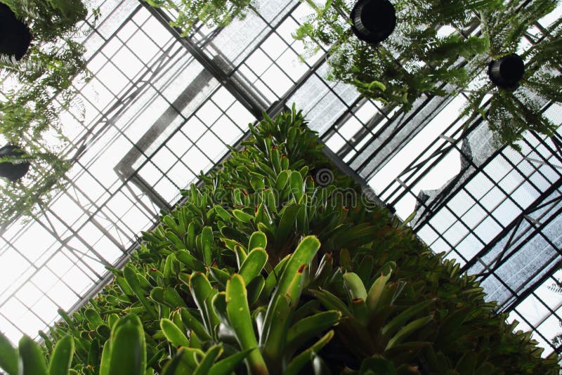 Elevation Tree Photography. Stock Image - Image of natural, morning ...