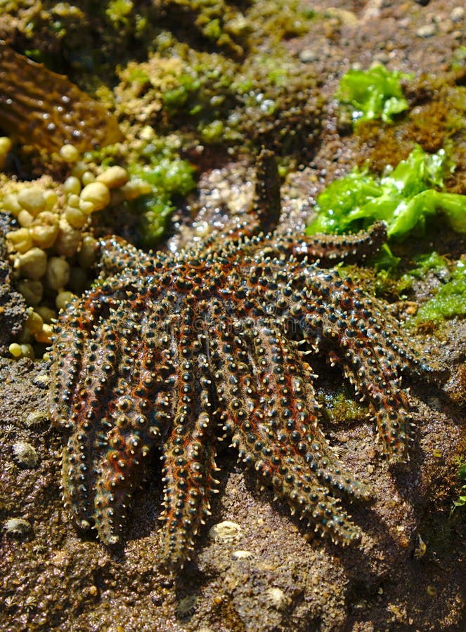 Eleven Armed Starfish Underneath the Water Stock Photo - Image of ...