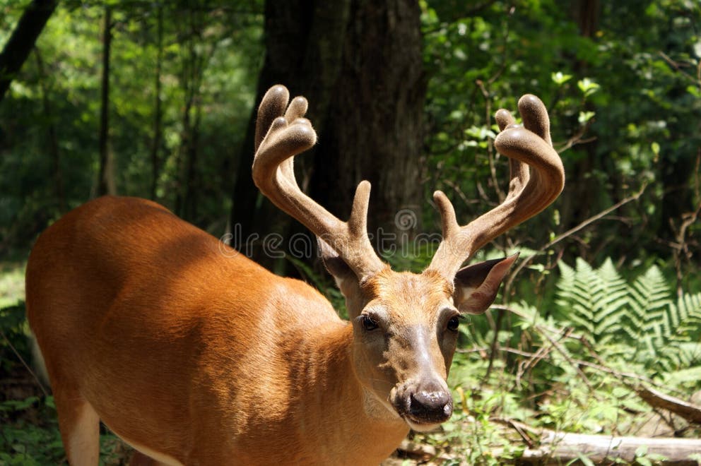 Eleven Point Whitetail Buck Stock Photo - Image of standing, eyes: 15307648
