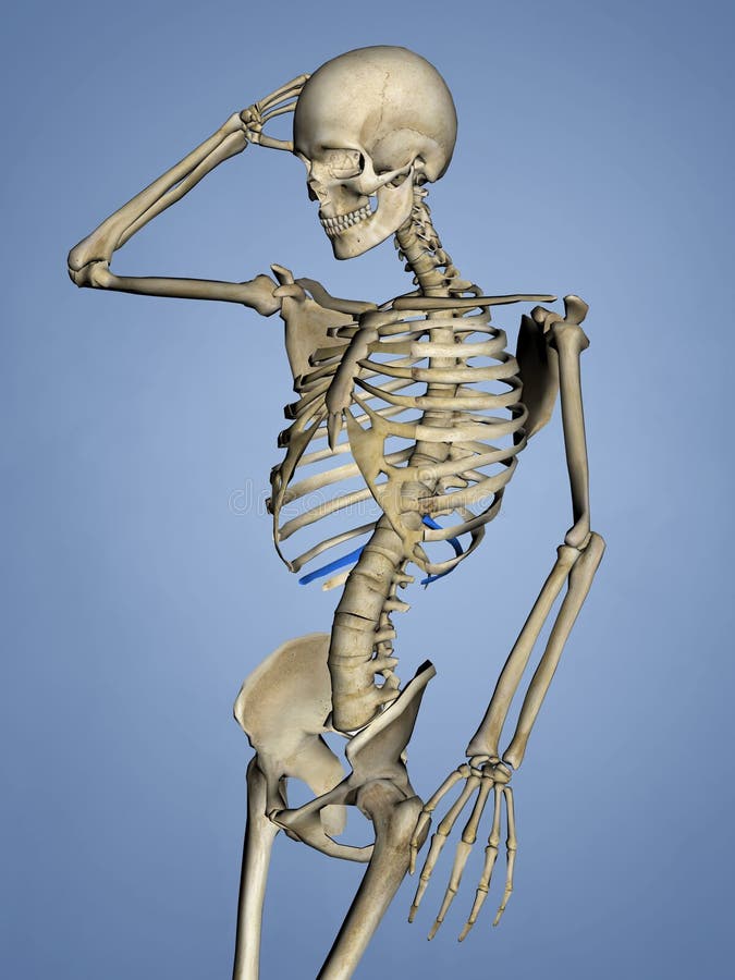 Eleventh Rib, Rib Cage, 3D Model Stock Illustration - Illustration of ...