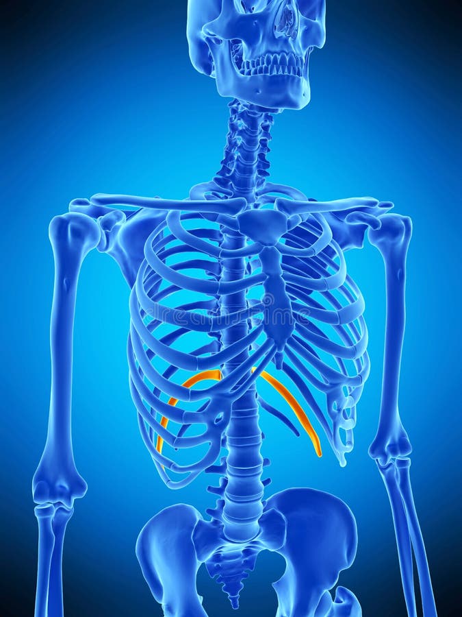 The eleventh ribs stock illustration. Illustration of rendering - 73211784