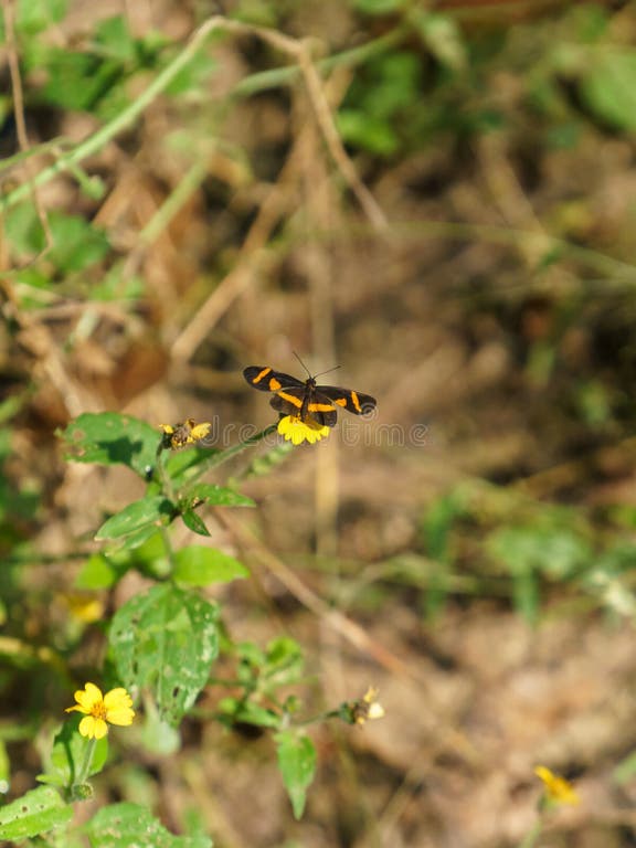 Elf Butterfly (Microtia Elva Elva), Mexico Stock Photo - Image of ...