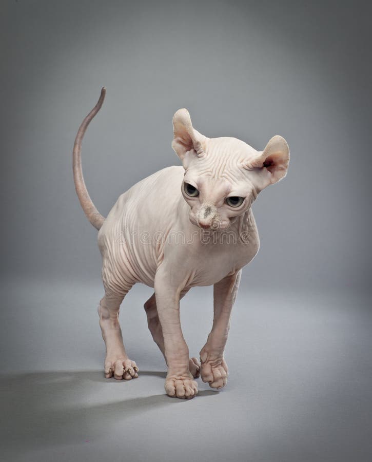 Elf cat walking stock photo. Image of sphynx, sphinx - 28735350