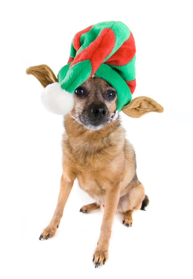 Elf dog stock photo. Image of costume, purebred, chihuahua - 7113474