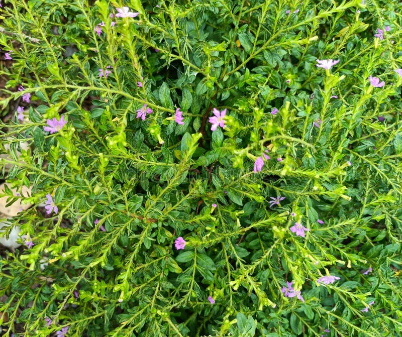 Elfin HCuphea Hyssopifolia Humb Stock Photo - Image of heathercuphea ...